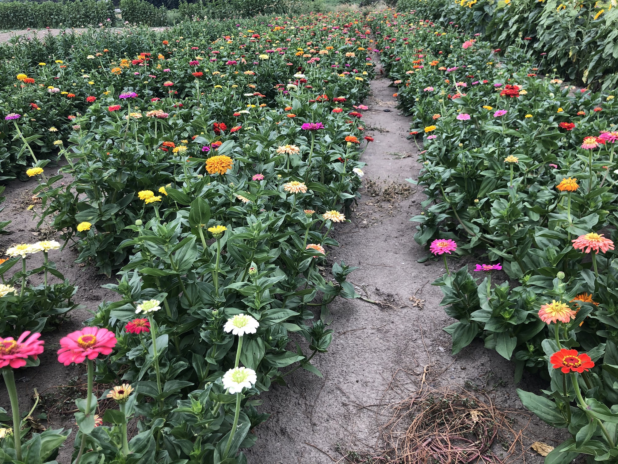 Brave Enough to Pick Flowers by Isabelle Hardesty - Isabelle Hardesty
